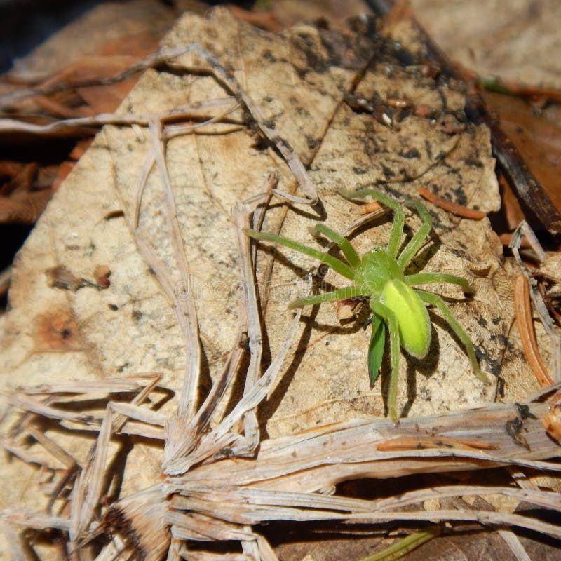Small Green Spider in Brown Leaves Stock Image - Image of detai, wood ...
