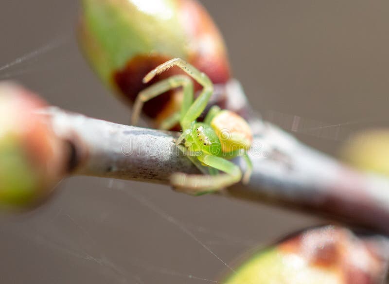 Small Green Spider on a Tree Branch. Stock Photo - Image of outdoor ...