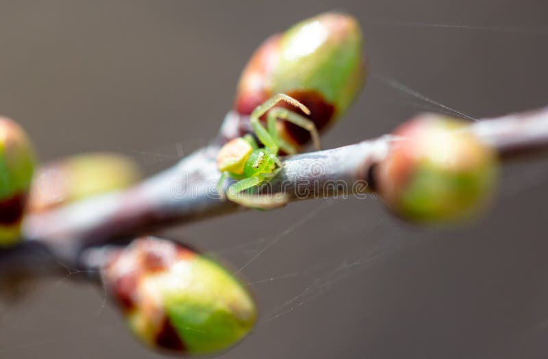 Small Green Aphids on a Tree Leaf. Stock Image - Image of closeup ...