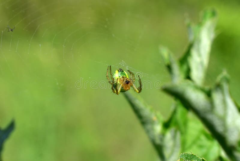 A Small Green Spider on a Web. Stock Photo - Image of eyes, spider ...