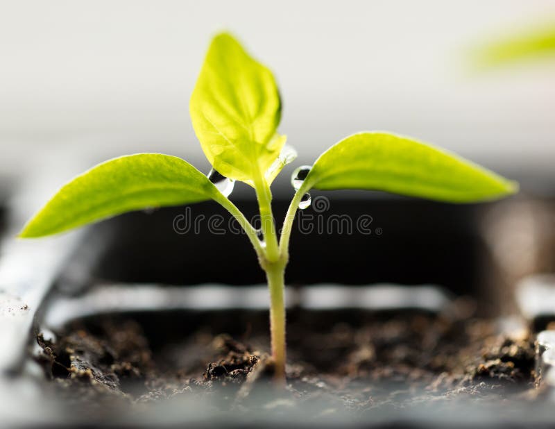 A Small Green Sprout in the Ground Stock Photo - Image of grow, leaf ...