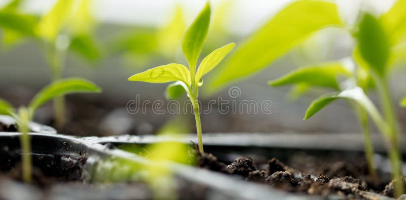 A Small Green Sprout in the Ground Stock Photo - Image of sprout, leaf ...