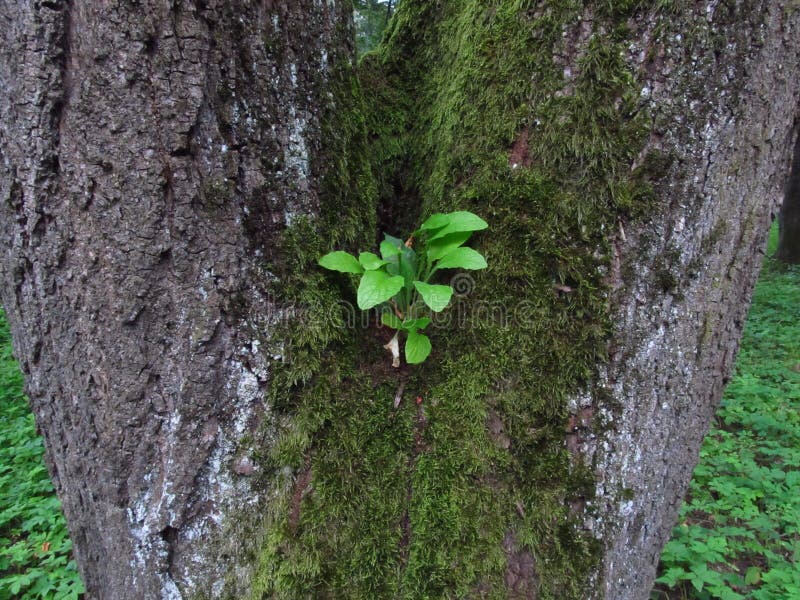 Small Green Sprout on Old Tree with Moss Stock Photo - Image of moss ...