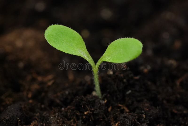 Small Green Sprout of a Plant in the Ground Closeup Stock Photo - Image ...