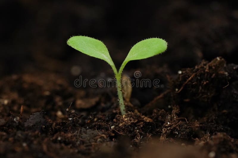 Small Green Sprout of a Plant in the Ground Closeup Stock Photo - Image ...