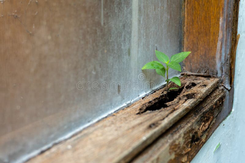 Sprout Growing through Decayed Window Frame Represents Resilience and ...