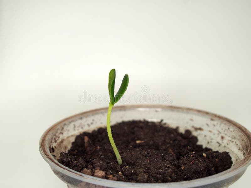 A Small Green Sprout with Two Leaves Grows in a Round Plastic Container ...