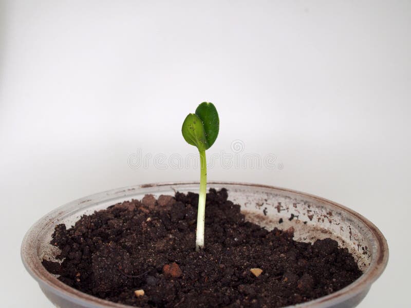 A Small Green Sprout with Two Leaves Grows in a Round Plastic Container ...