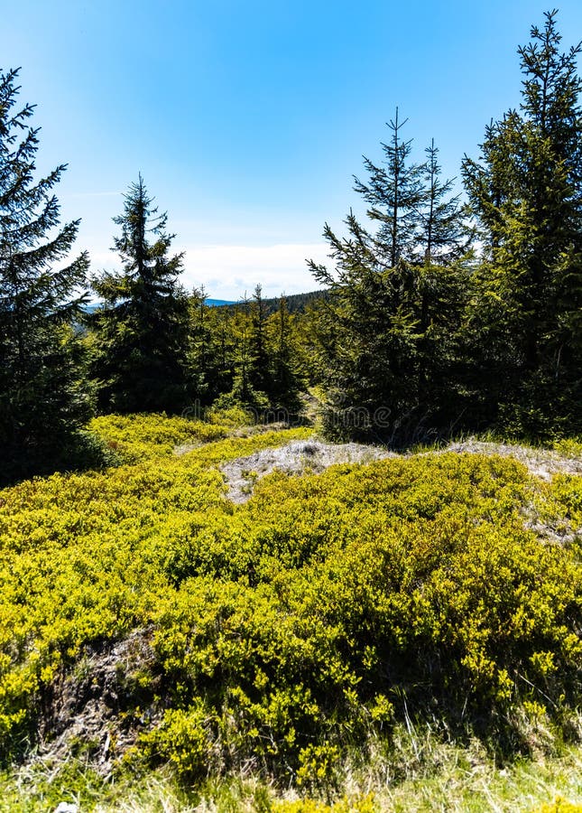 Green Square with Small Trees and Bushes Around Stock Image - Image of ...