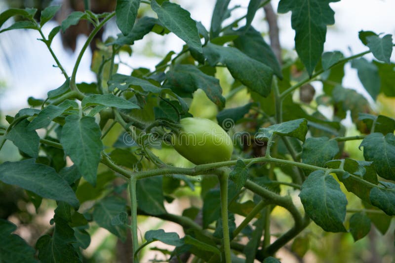 Small Green Tomato on the Tree, Tomato Tree with Alot of Leaf, at Back ...