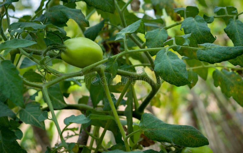 Small Green Tomato on the Tree, Tomato Tree with Alot of Leaf, at Back ...