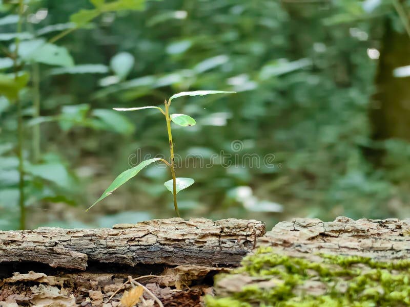 Small Green Tree Bud Growing in the Grass on the Sunlight Stock Photo ...