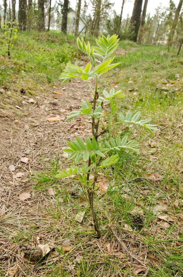 Small Green Tree with Bushes in the Background. Rowan Stock Photo ...