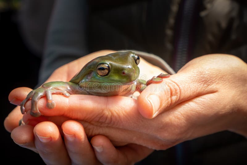 Small green tree frog. stock image. Image of rainforest - 161253463