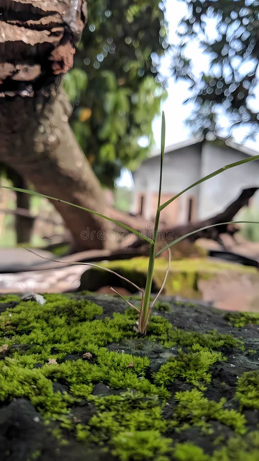 A Small Green Tree with Small Grass Underneath Stock Photo - Image of ...