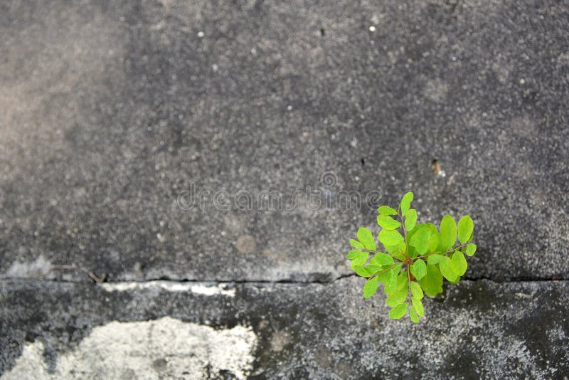 Green Tree in Cracked Cement Stock Image - Image of fresh, vegetation ...