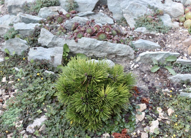 Little tree growing stock image. Image of soil, frost - 231784427