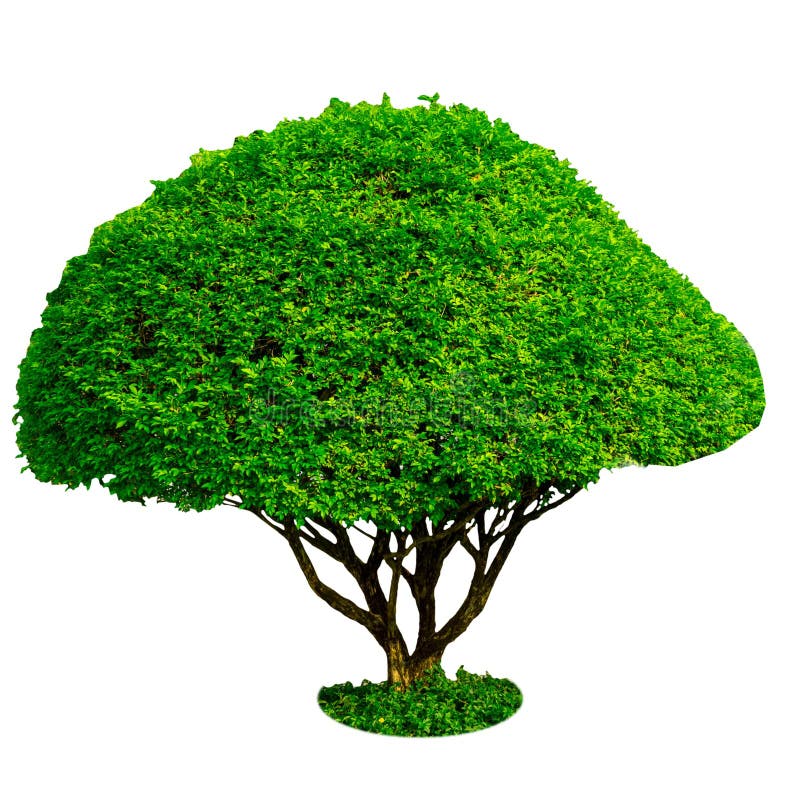 Small Tree Isolated on White Background Stock Photo - Image of ...
