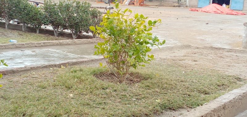 Small Green Tree Located in a Gurden Stock Photo - Image of tree ...