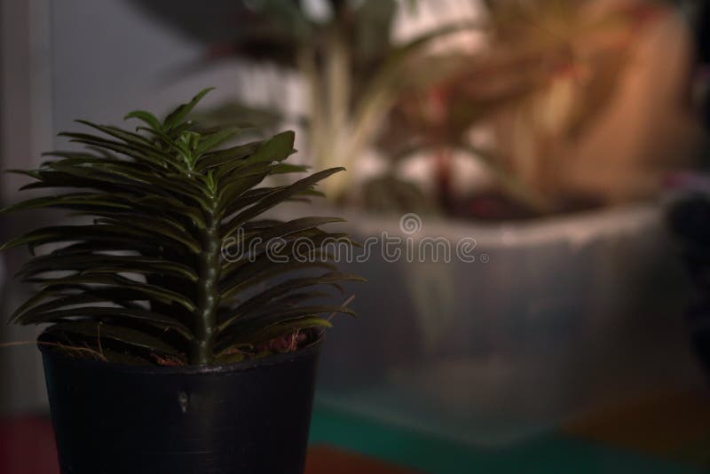 Small Green Tree in Pot Dark Theme Stock Photo - Image of closeup ...