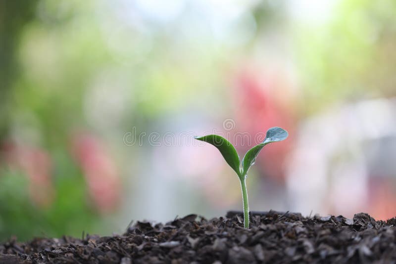 Small Green Tree Sprout Growing Stock Image - Image of fresh ...