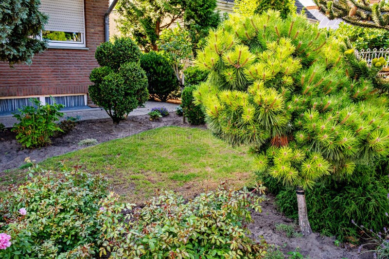 Small Green Tree in Yard Next To Brick Building and Bushes in Germany ...