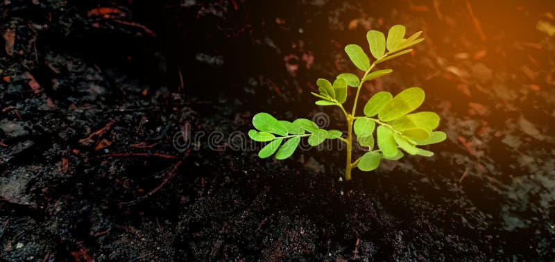 Small green trees soil stock photo. Image of adult, cell - 151935002