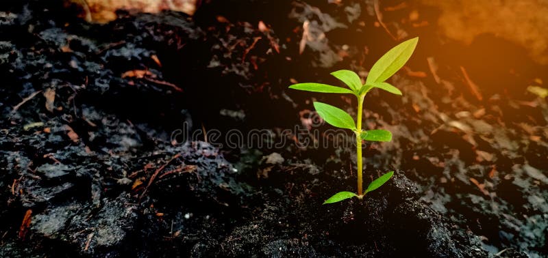 Small green trees soil stock image. Image of copy, green - 151935389