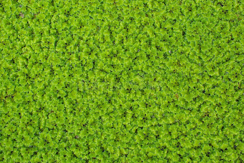 Small Green Trees on the Surface of the Water. Stock Image - Image of ...