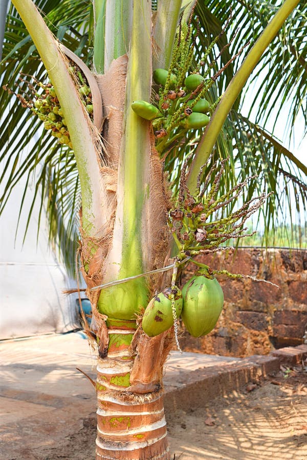 603 Nana Tree Stock Photos - Free & Royalty-Free Stock Photos from ...