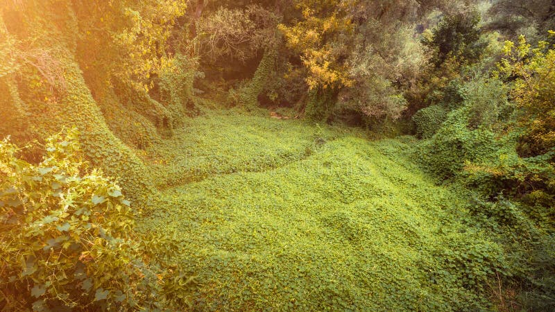 Small Green Valley in the Forest Stock Photo - Image of path, amazon ...