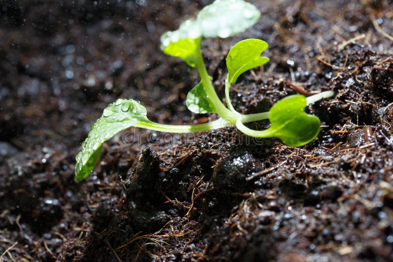 Small Green Vegetable Shoots Stock Image - Image of small, nature: 67239603