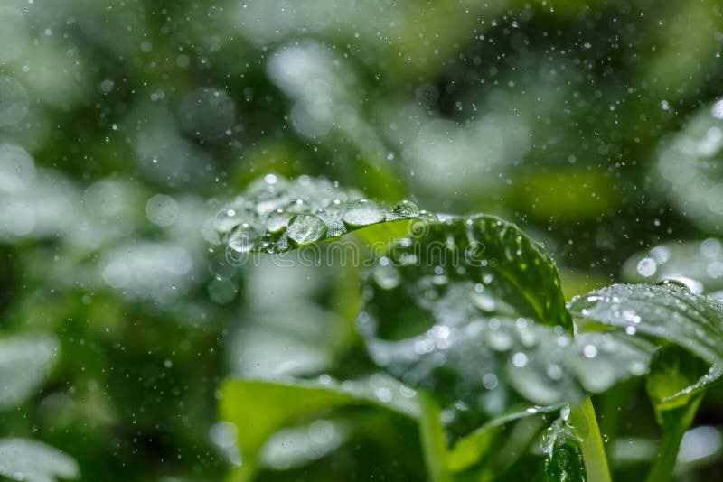 Small Green Vegetable Shoots Stock Photo - Image of earth, garden: 67239704
