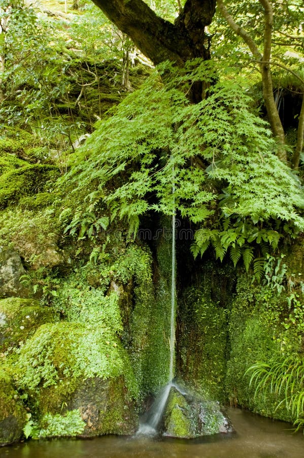 Small green waterfall stock photo. Image of summer, tree - 13239108