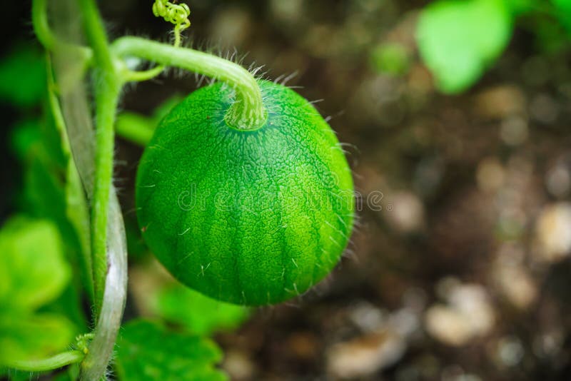 Small green watermelon stock image. Image of growing - 223320713