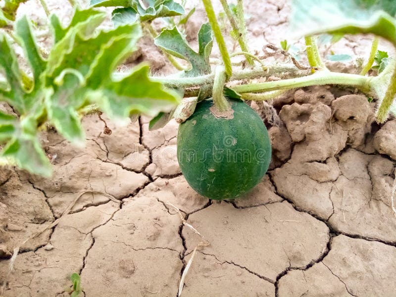 A small green watermelon stock image. Image of round - 194069253