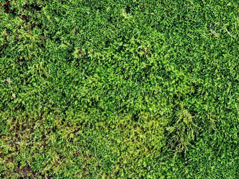 Small green wild moss stock image. Image of texture - 100657331