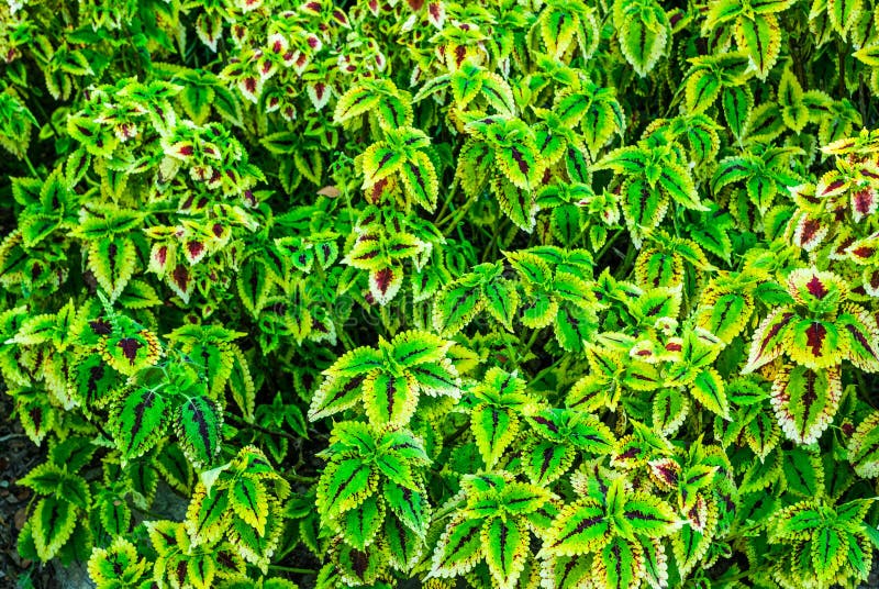 Small Green Yellow Plant Background/ Texture Stock Photo - Image of ...