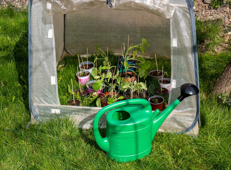 Small Greenhouse Stands with Plants in the Garden Stock Image - Image ...