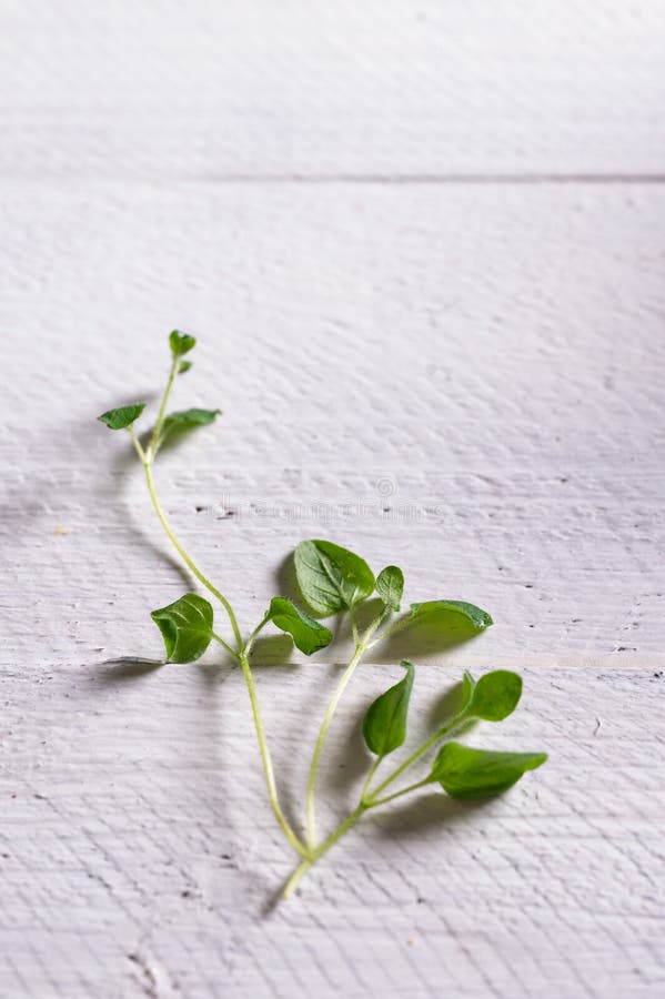 Small Greens on a Wooden White Table Stock Photo - Image of food, table ...