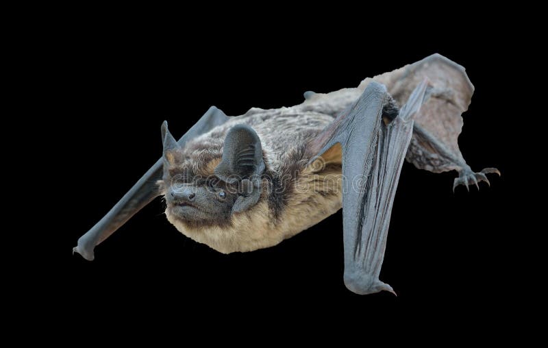 Small grey bat 2 stock image. Image of macro, beast - 148482557