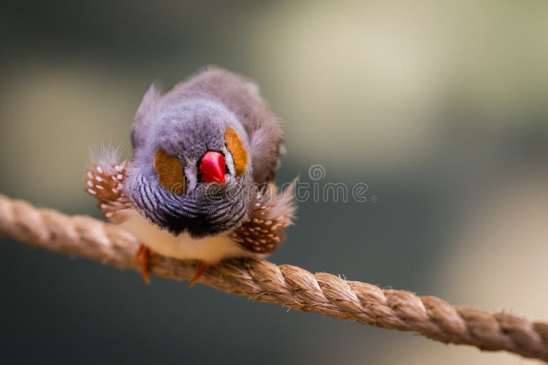 Small Grey Blue Bird with Orange Cheeks Stock Photo - Image of birds ...