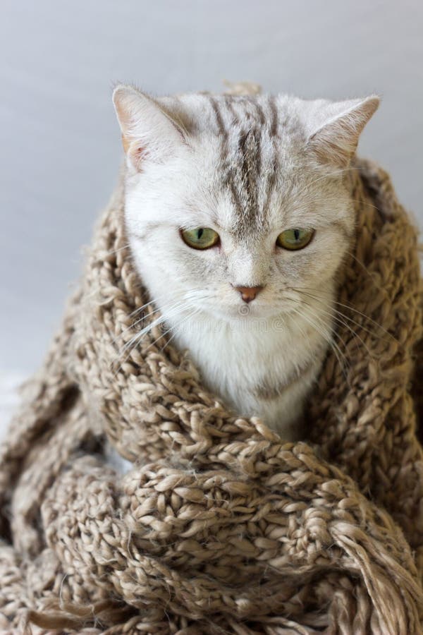 Small Grey Cat Wrap Up in Woolen Scarf. Stock Photo - Image of curious ...