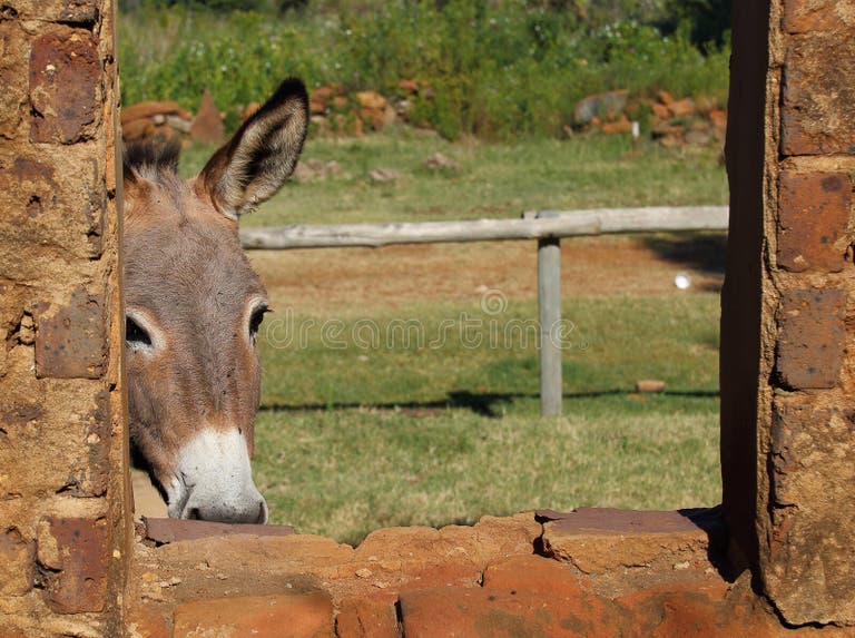 A Small Grey Donkey in a Stable Stock Image - Image of beast, ruin ...