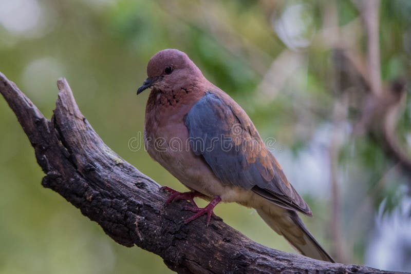 Small Grey Dove Perched on a Branch Stock Image - Image of laughing ...