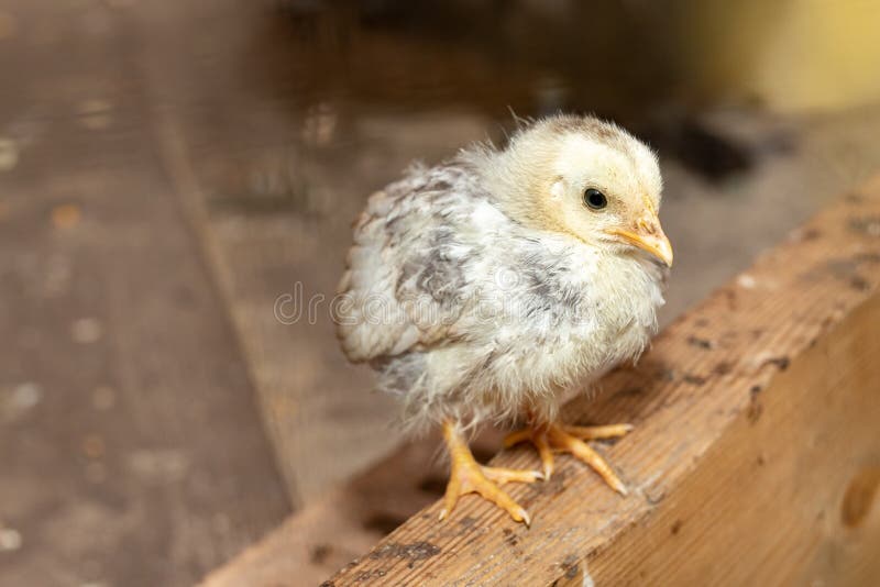 Little Grey Fluffy Chick in the Coop Stock Image - Image of away, black ...