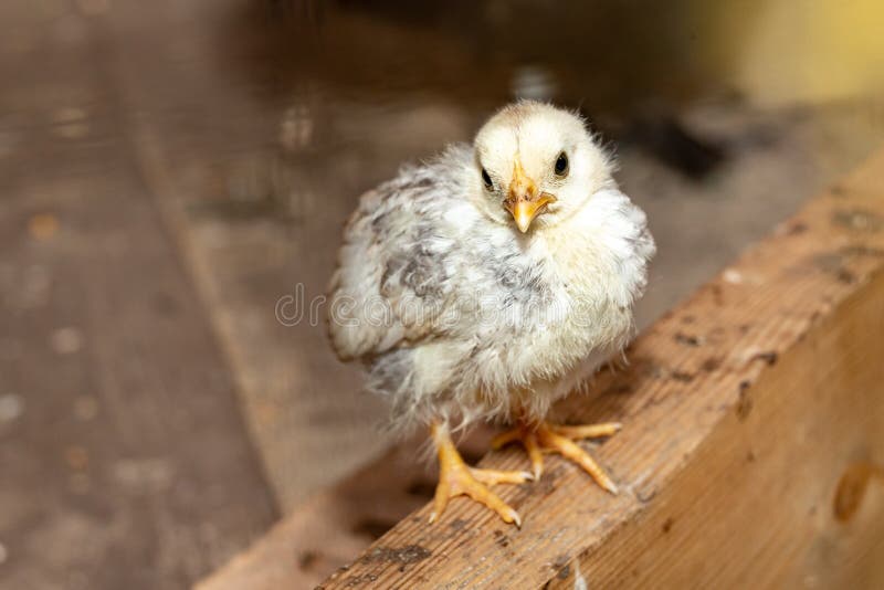 Little Grey Fluffy Chick in the Coop Stock Image - Image of grey, black ...
