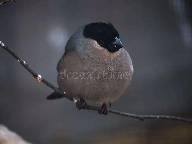 Small Grey Good Bird at Branch Stock Photo - Image of tree, brown: 85295932