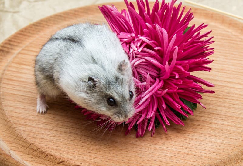 Small grey hamster stock photo. Image of small, animal - 100597222