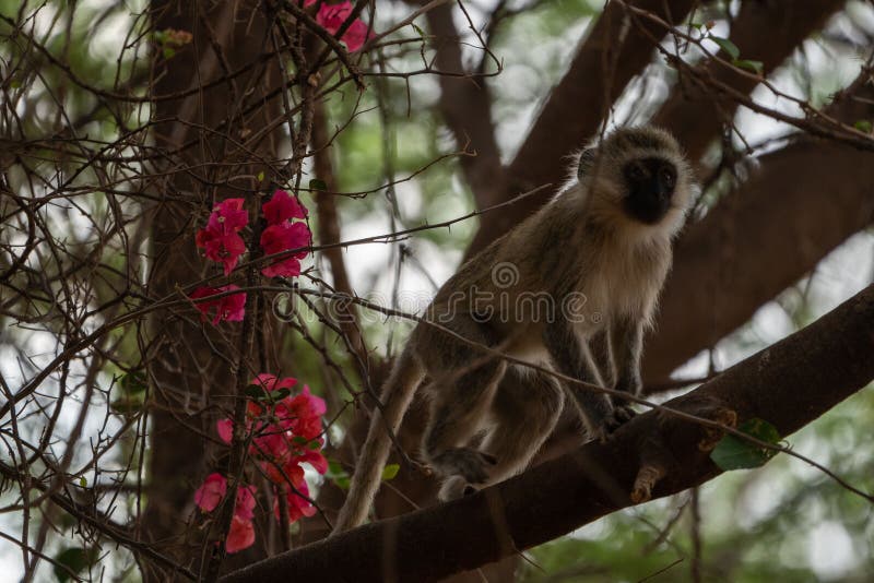 Small Grey Monkey Climbing on the Tree Branch Stock Photo - Image of ...